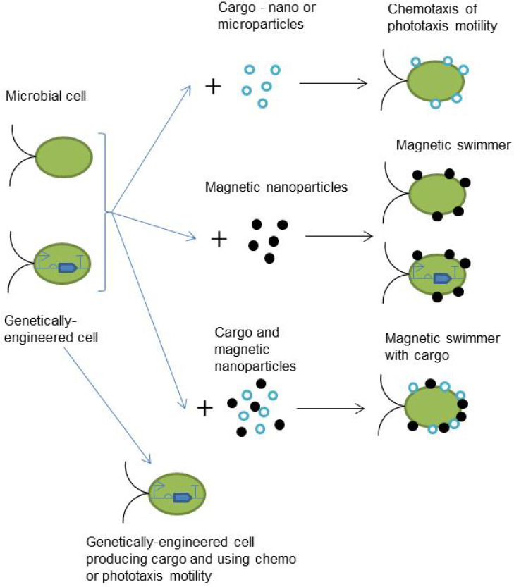 What are cyborg cells? How scientists are merging living cells with ...